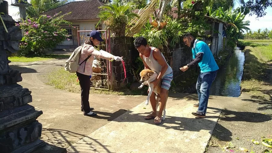 Tiga Bulan Terakhir, Kasus Anjing Positif Rabies di Jembrana Meningkat ...