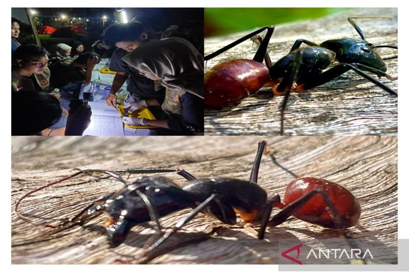 Forum Saintis Muda Biologi Indonesia Temukan Semut Raksasa di Taman ...